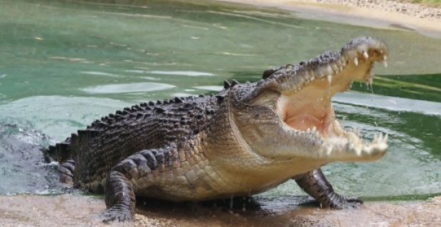 Crocodile capture operation in Crete underway | BestofAthens.gr