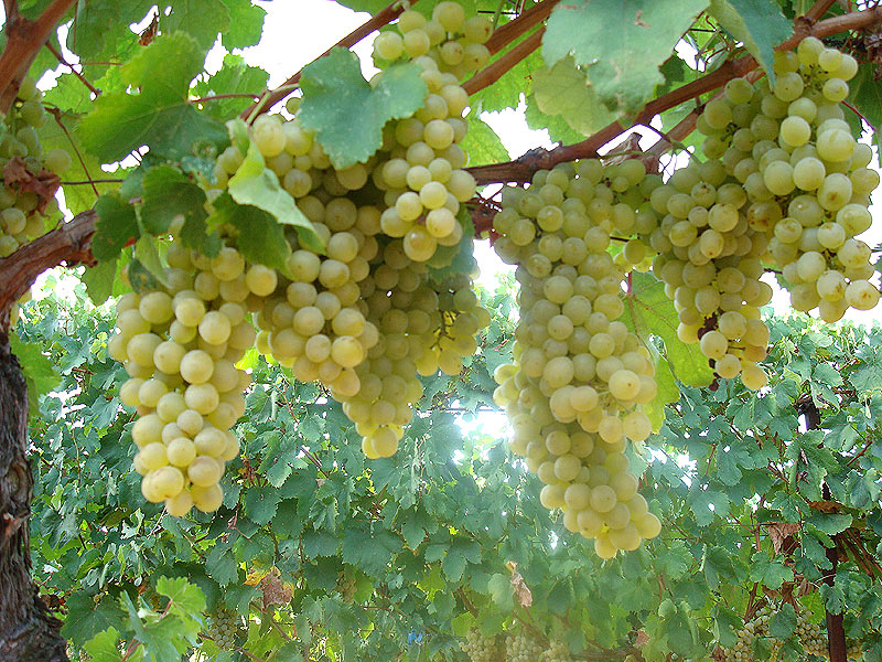 Wines of Greece | BestofAthens.gr